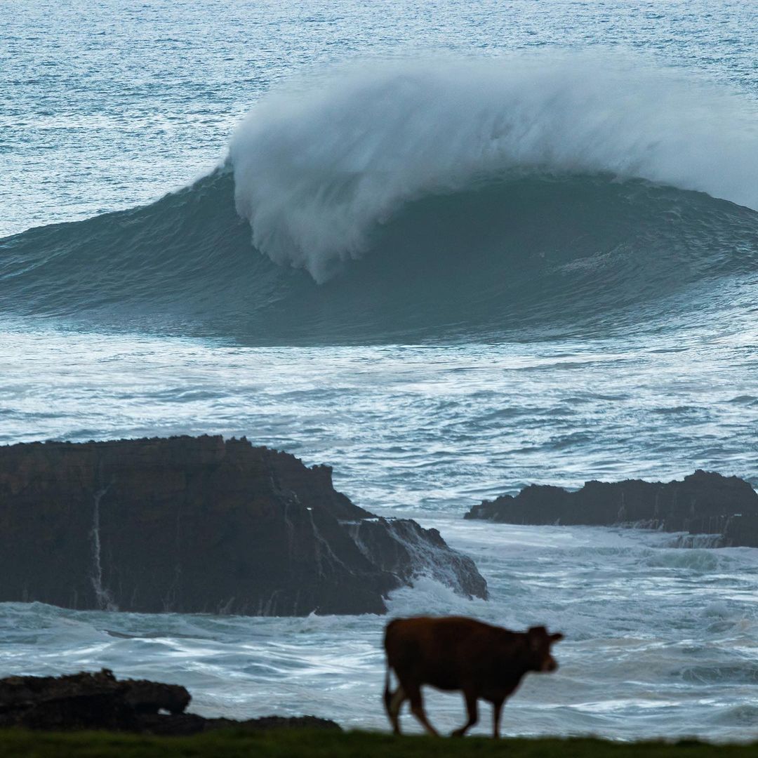La Vaca Gigante 2022: Información básica
